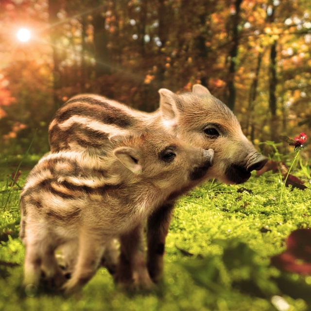 Les animaux sauvages et leur milieu naturel - Parti animaliste